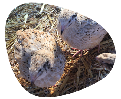 Live Birds - Quail - The Poultry Centre